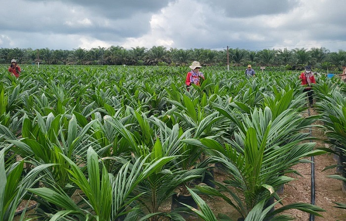 UPT BP3B Disbun Provinsi Kalteng Lakukan Monitoring dan Sertifikasi ...